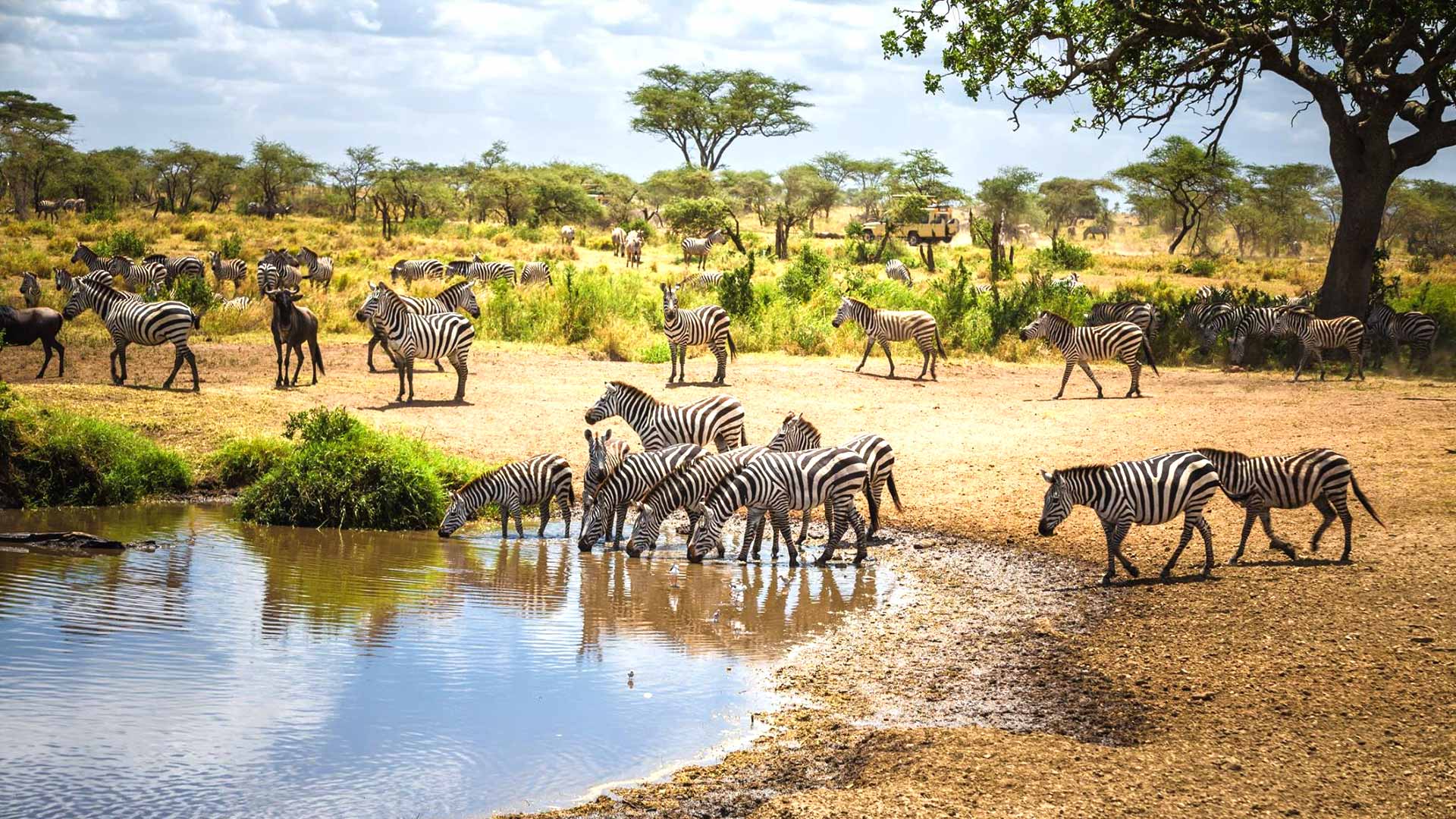 Walking Safaris in Tanzania - Amazing Serengeti Safaris